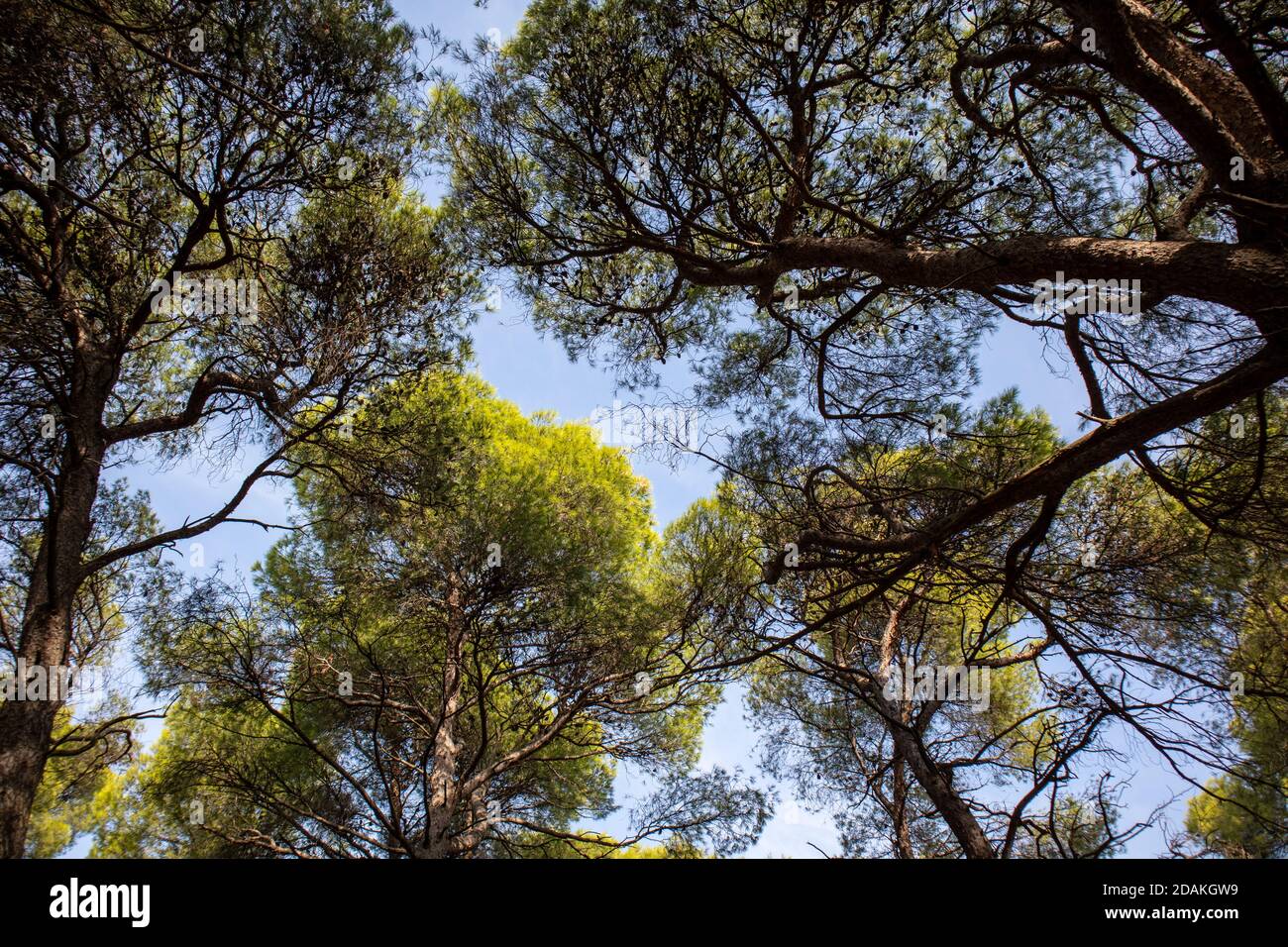 Tall green pine treetops with rough bark from below to upwards ...