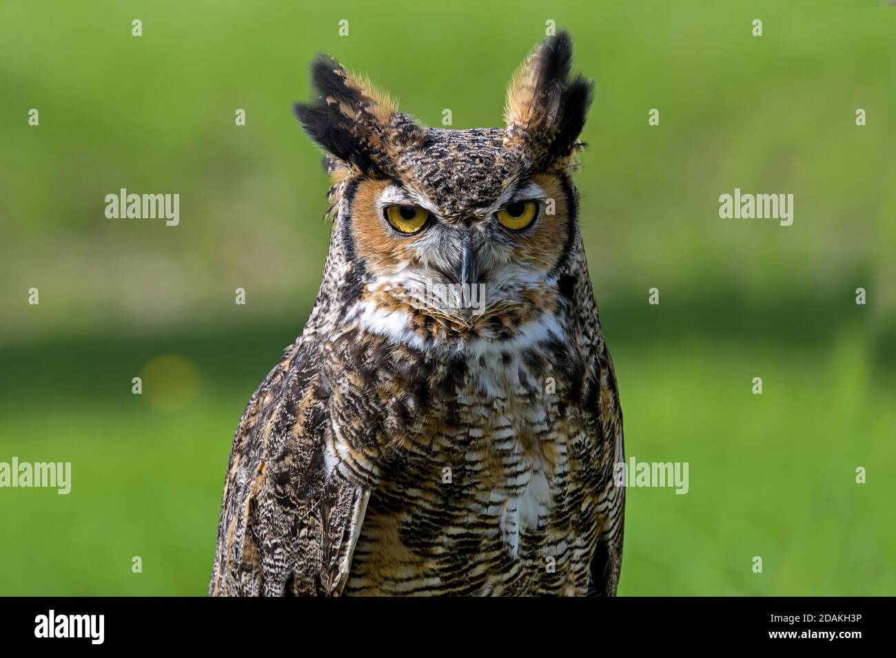 Owl At Night High Resolution Stock Photography and Images - Alamy