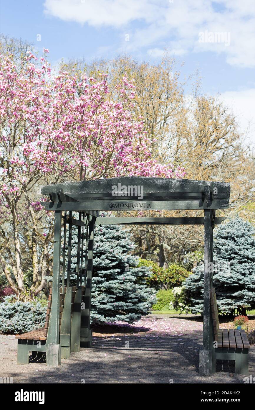 Magnolia trees hi-res stock photography and images - Alamy