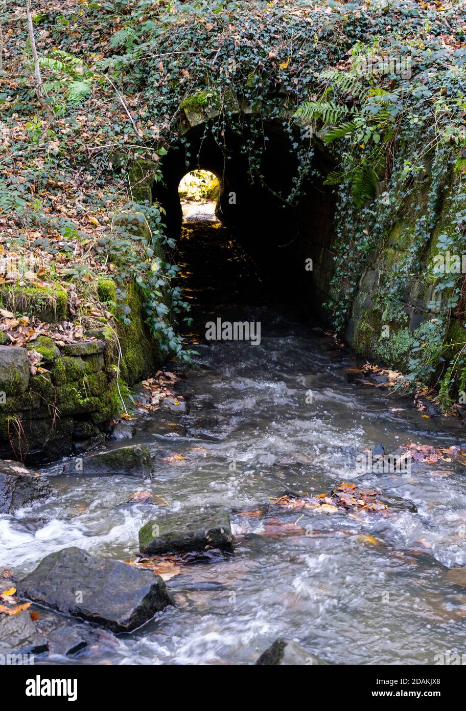 An unamed spring flows through a culvert under Meltham Greenway, West ...