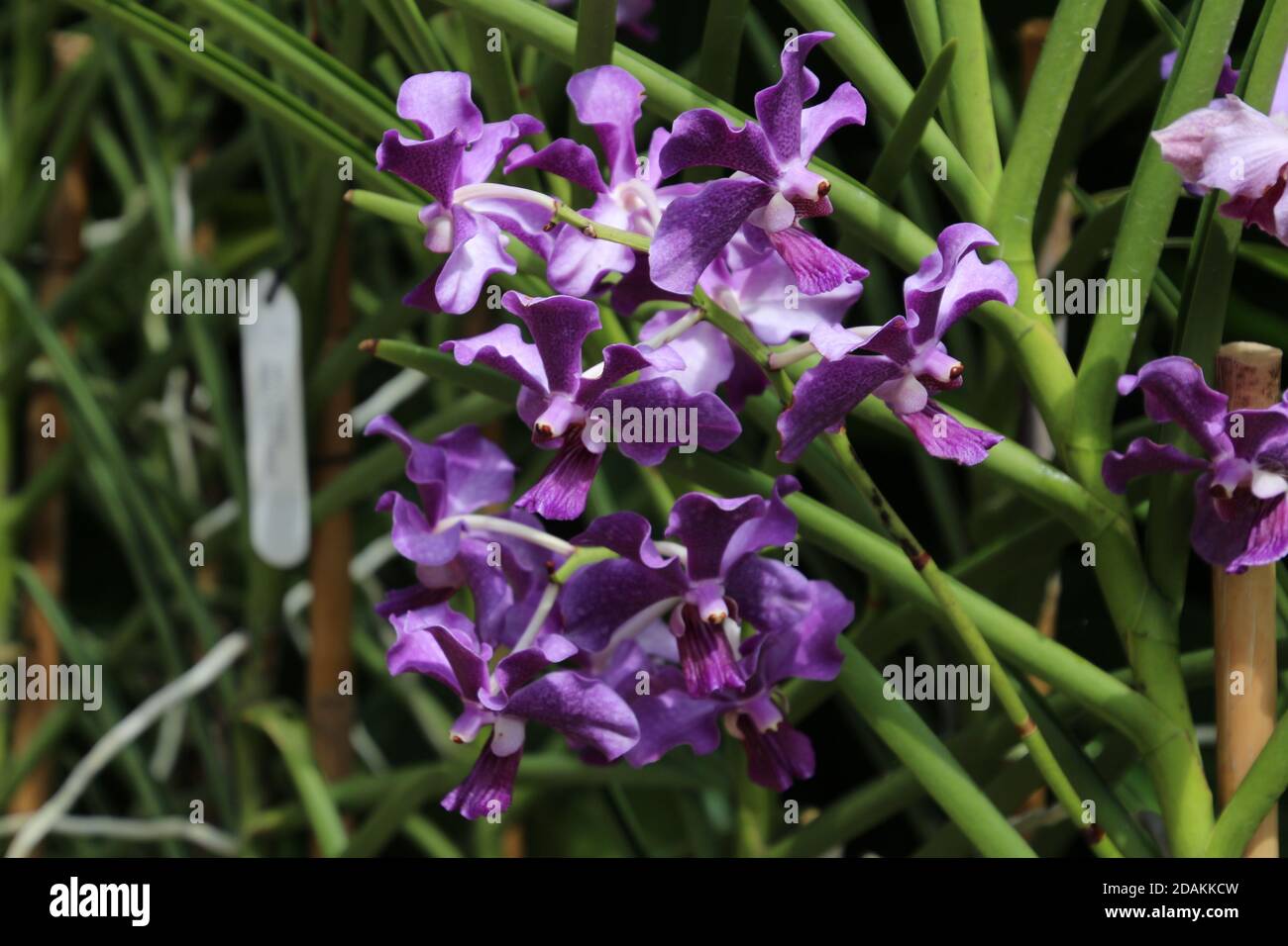 Orchids classification hi-res stock photography and images - Alamy