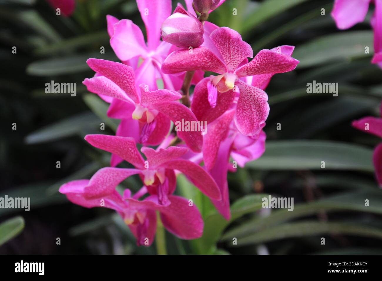 Orchids classification hi-res stock photography and images - Alamy