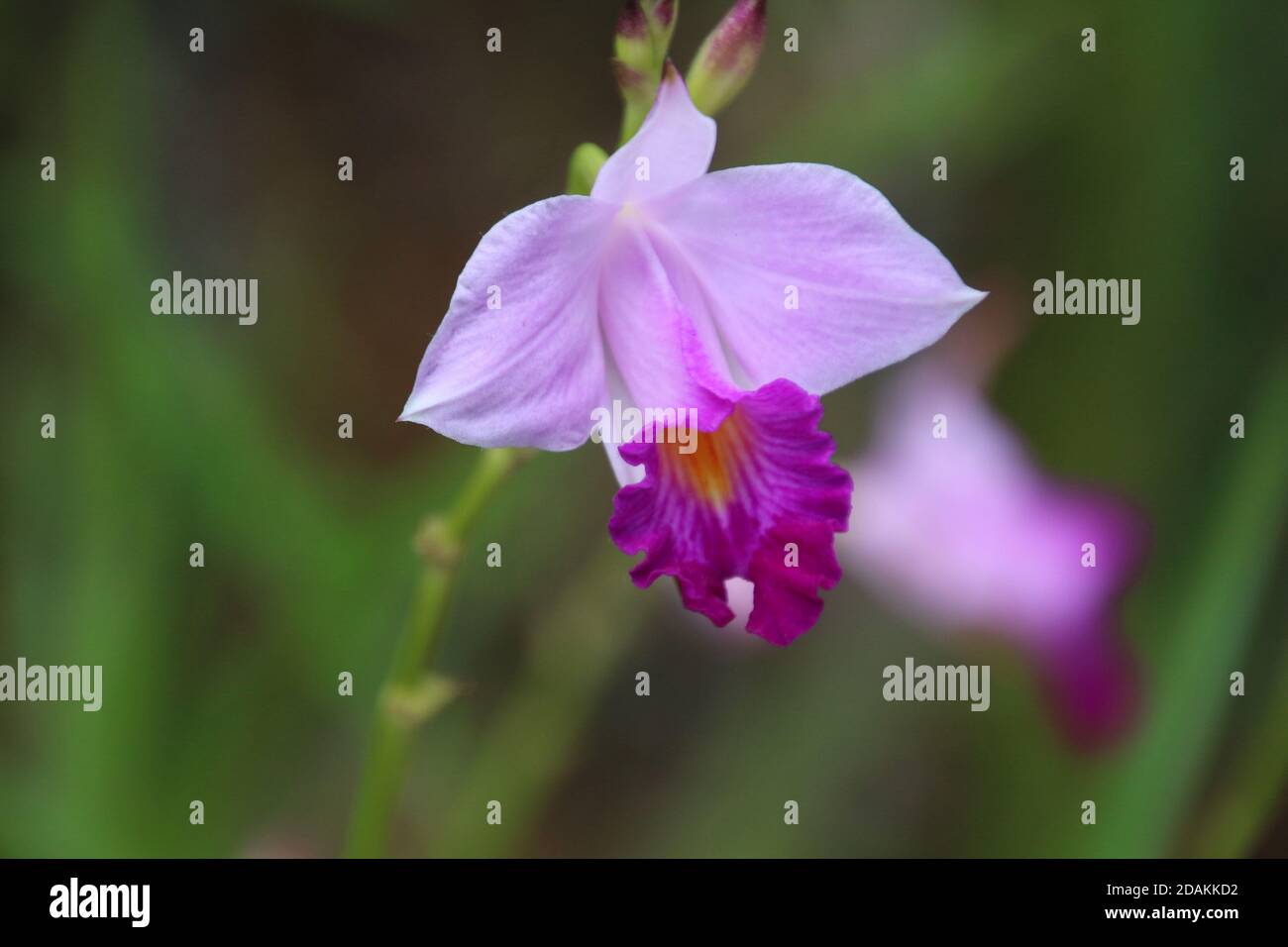 Orchids classification hi-res stock photography and images - Alamy