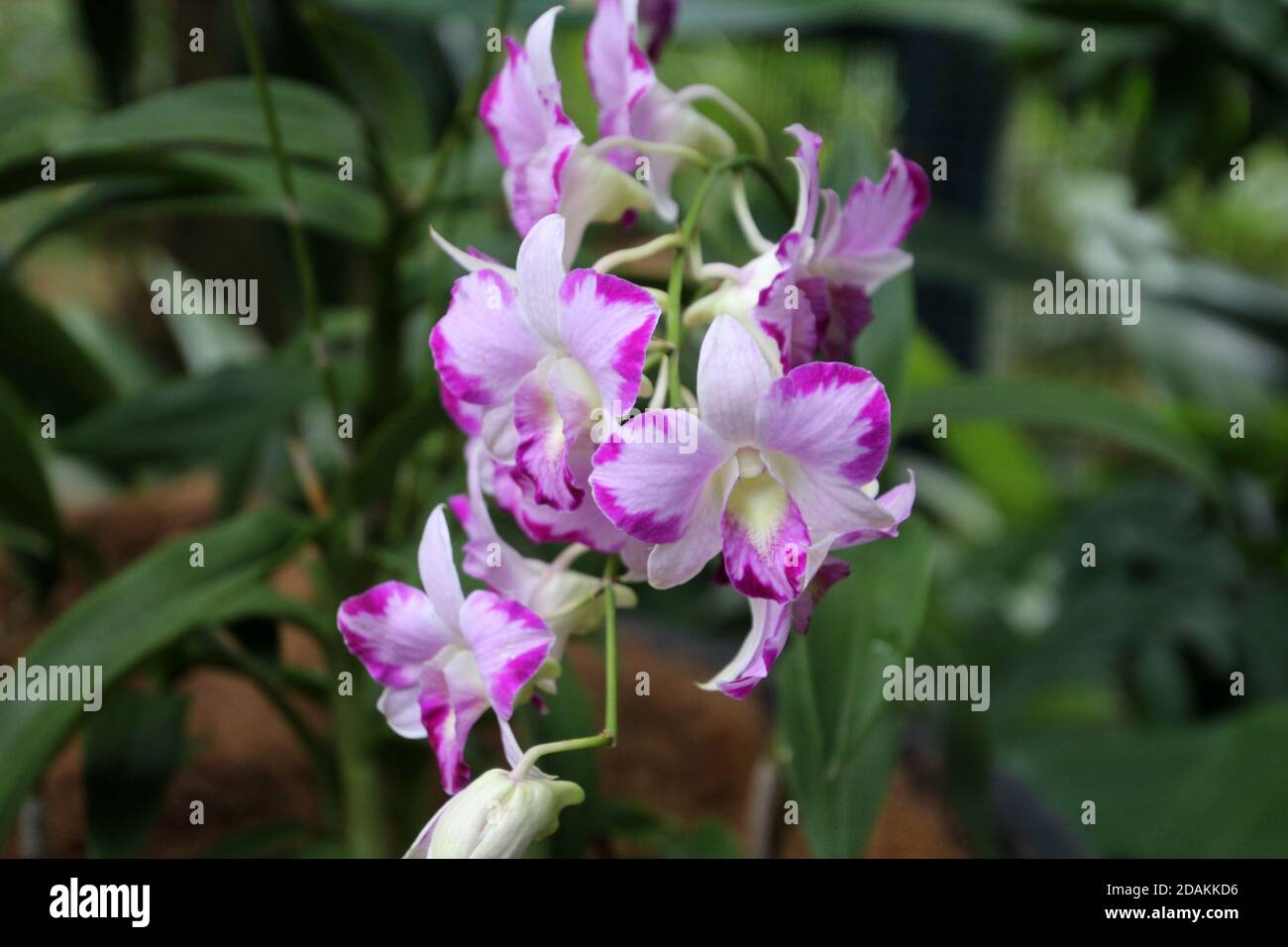 Orchids classification hi-res stock photography and images - Alamy