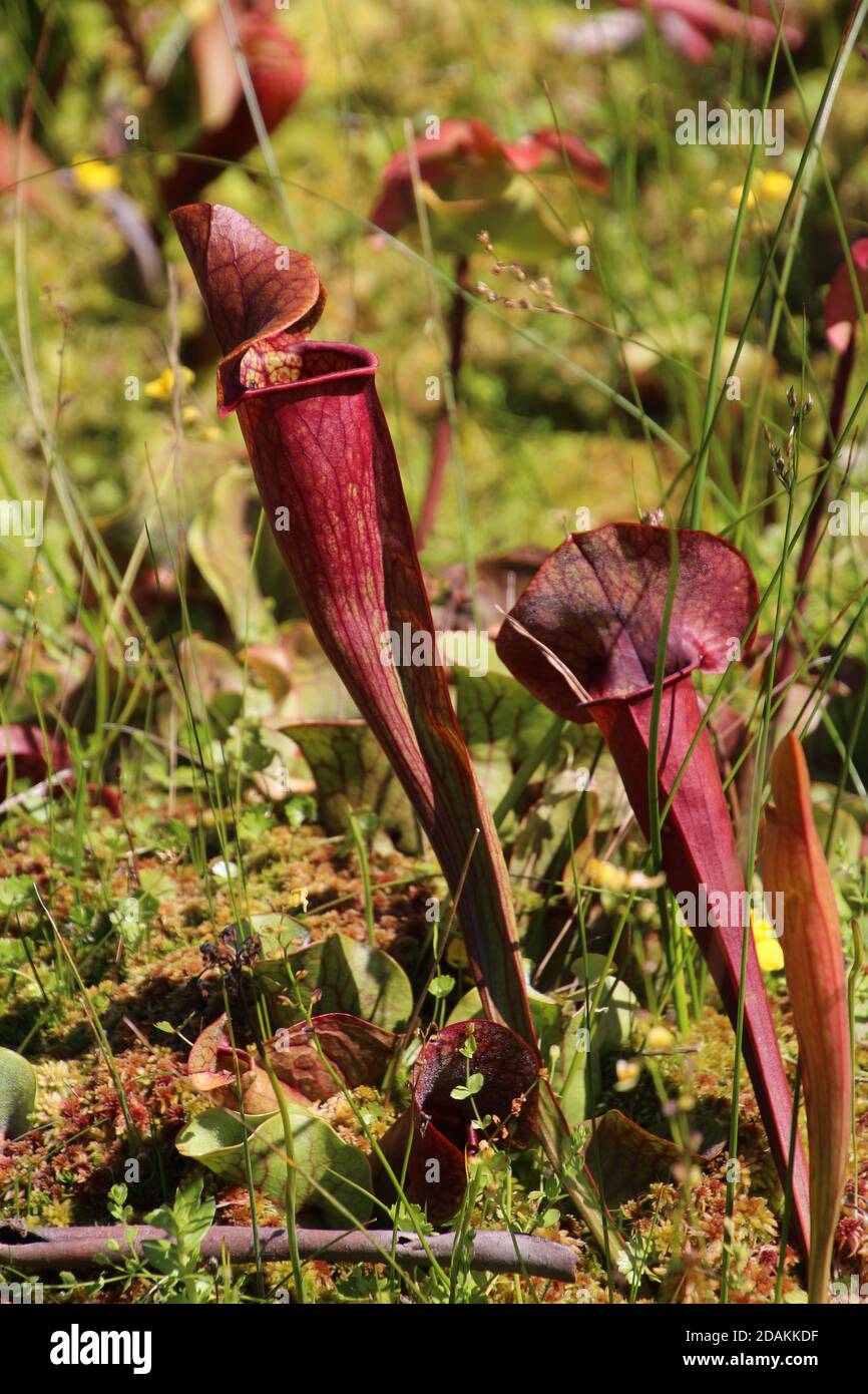 Plants classification hi-res stock photography and images - Alamy