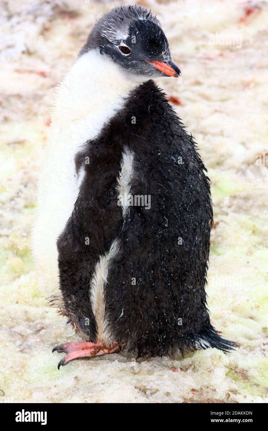 Neko harbor and penguins hi-res stock photography and images - Alamy