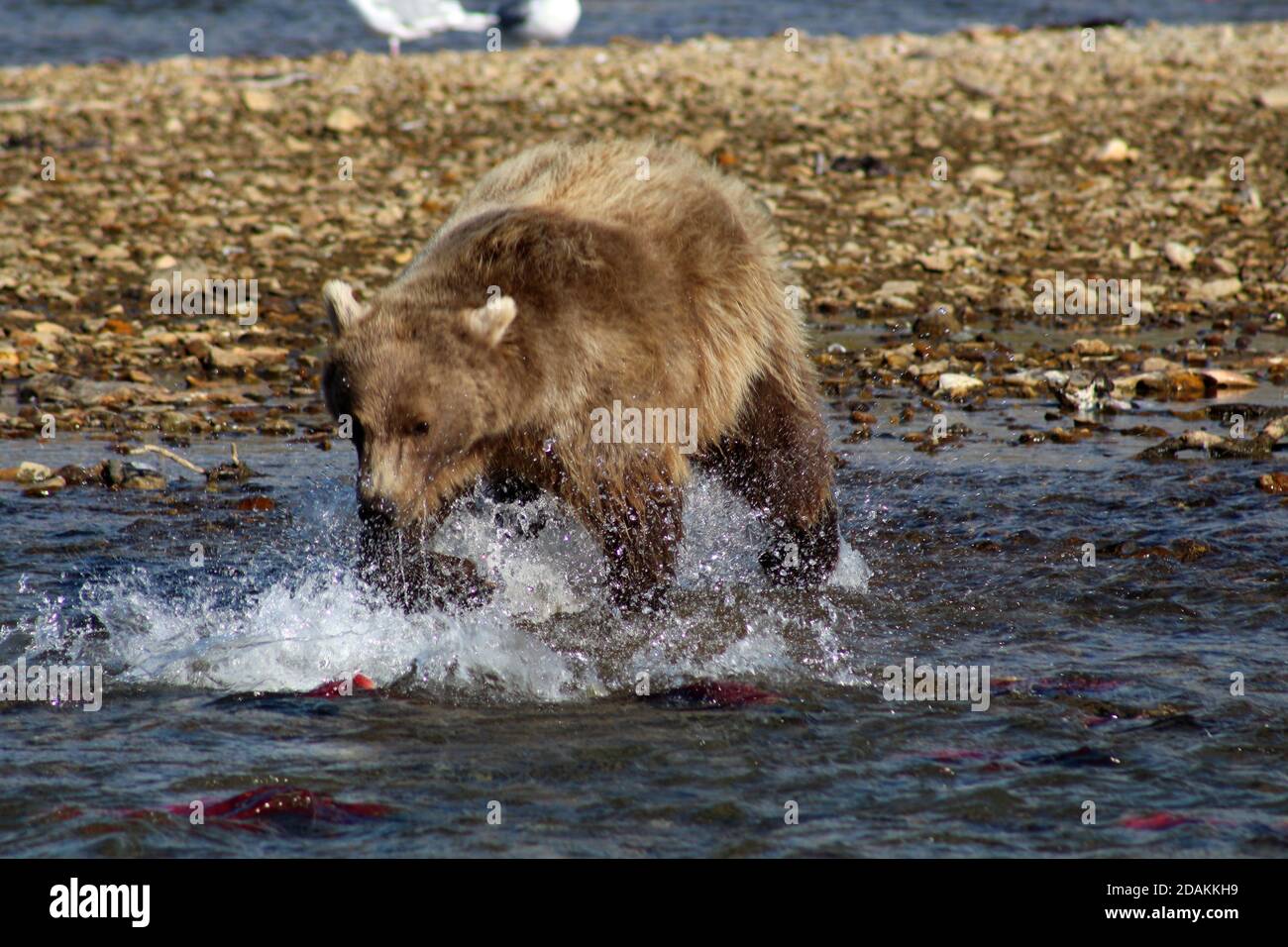 Grizzly catching salmon in a river, Alaska Stock Photo - Alamy