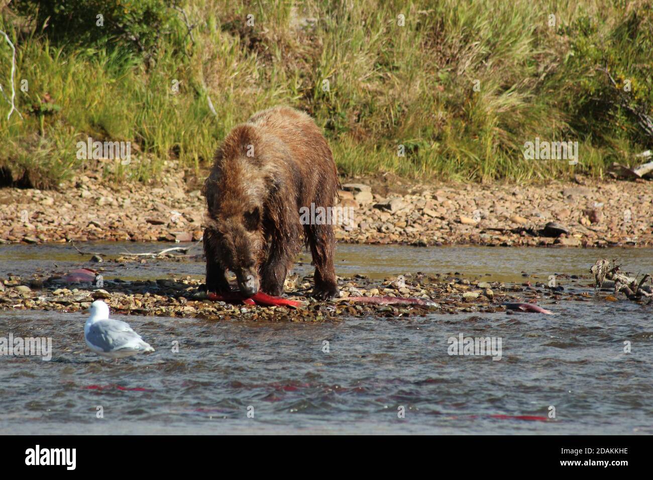 Grizzly catching salmon in a river, Alaska Stock Photo - Alamy