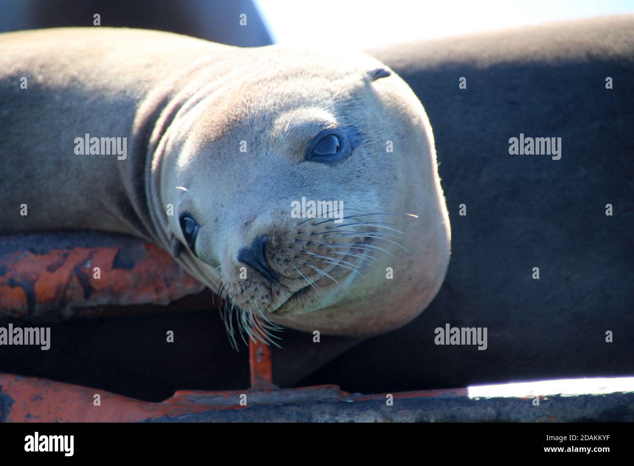 California sea lion basking in the sun on a buoy Stock Photo - Alamy