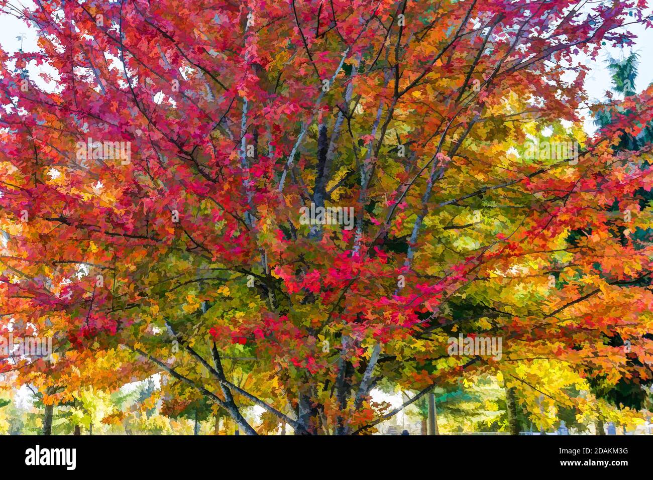 An illustration of a tree with brilliant fall colors Stock Photo - Alamy
