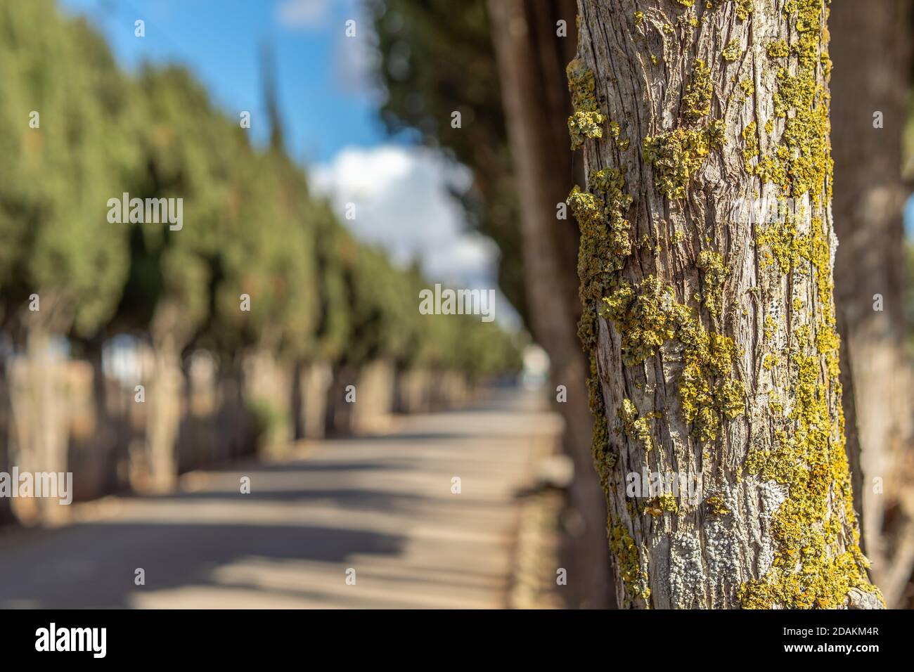 Surrounded by cypress trees hi-res stock photography and images - Alamy