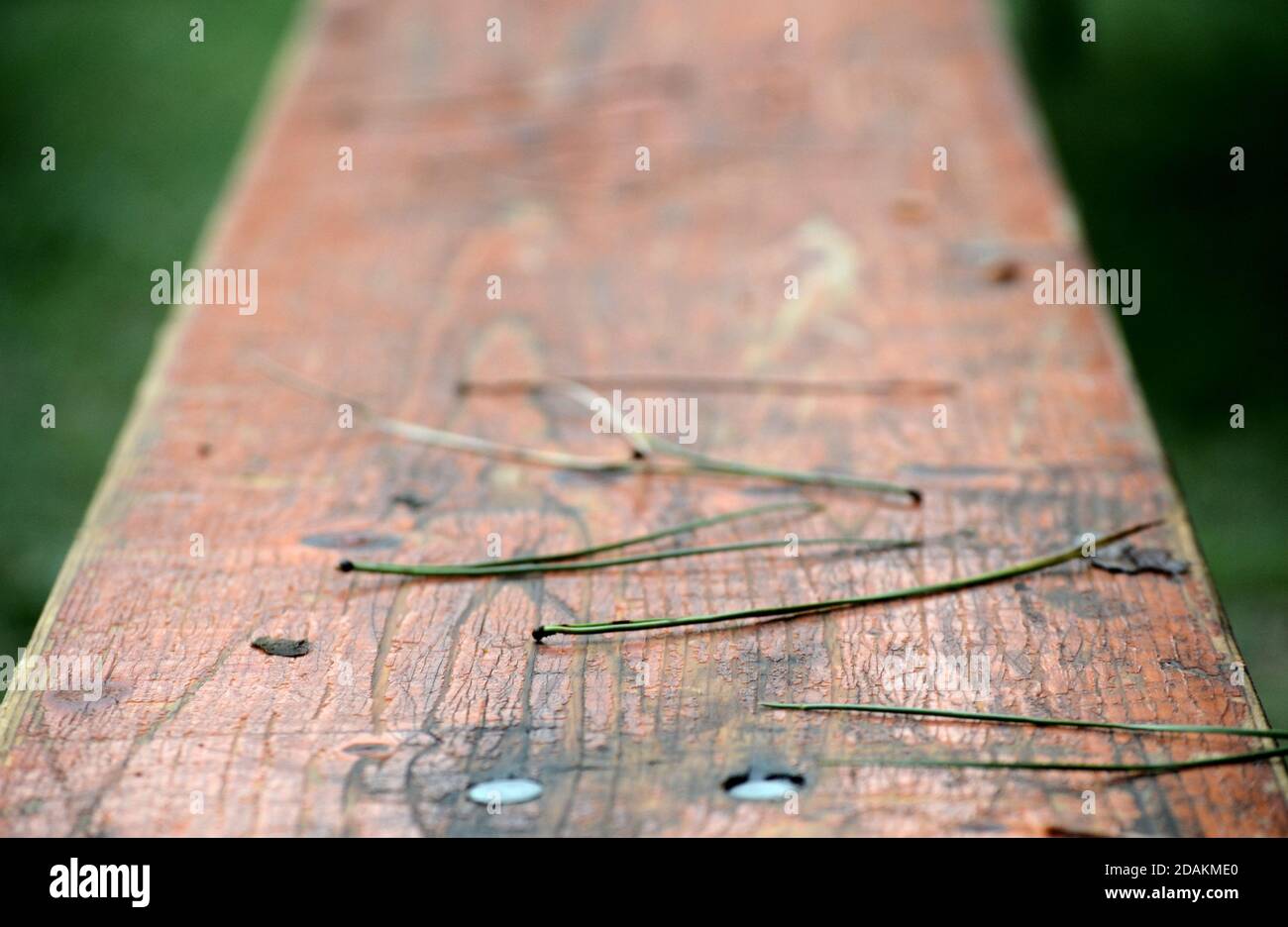 green leaves blown by the wind on a park bench Stock Photo - Alamy
