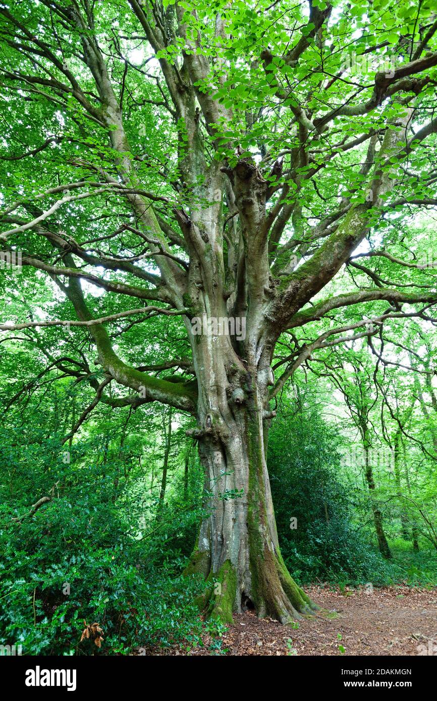 Old beech in a green forest during summer. Cotentin Peninsula Normandy ...