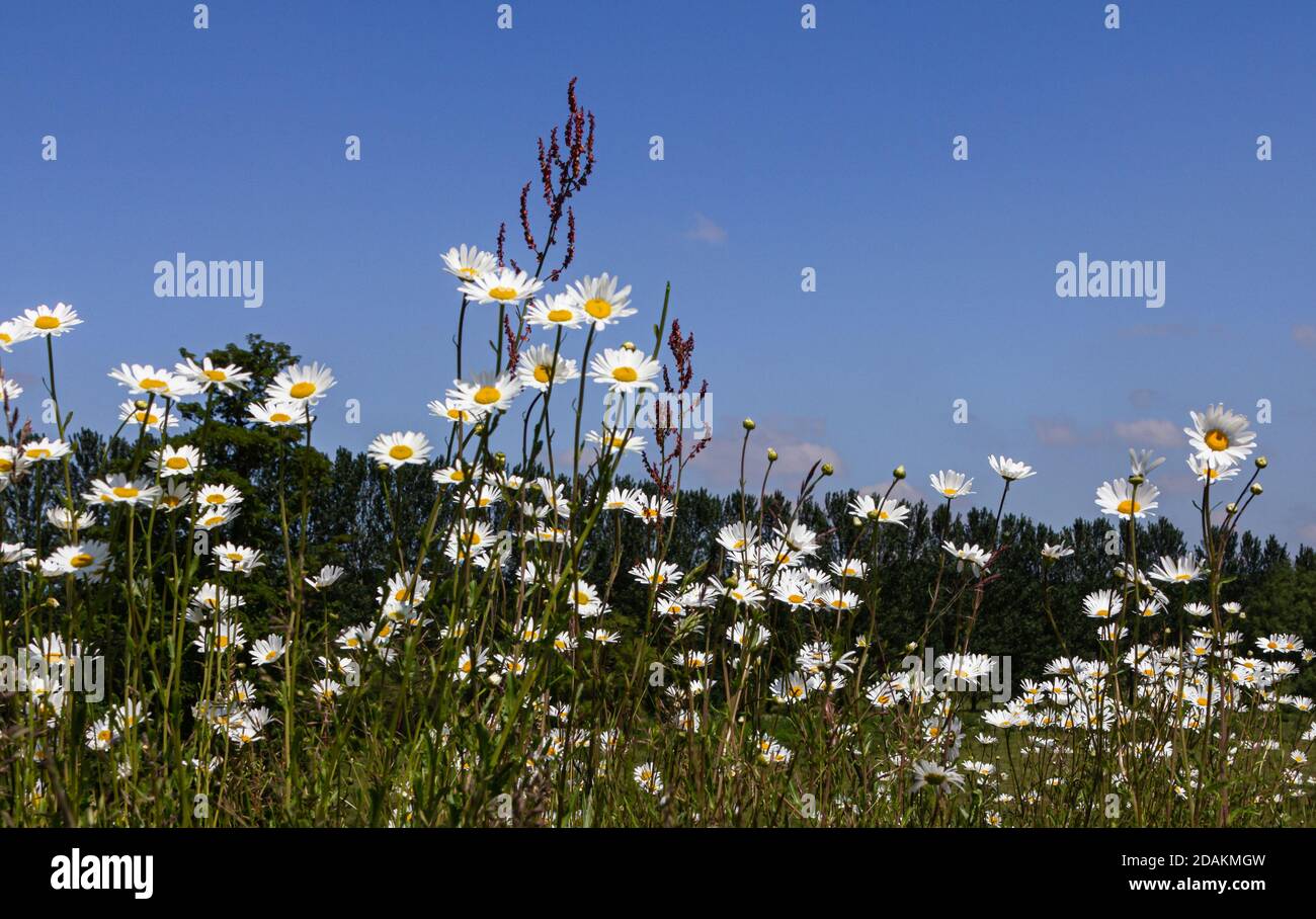 Bury mount hi-res stock photography and images - Alamy