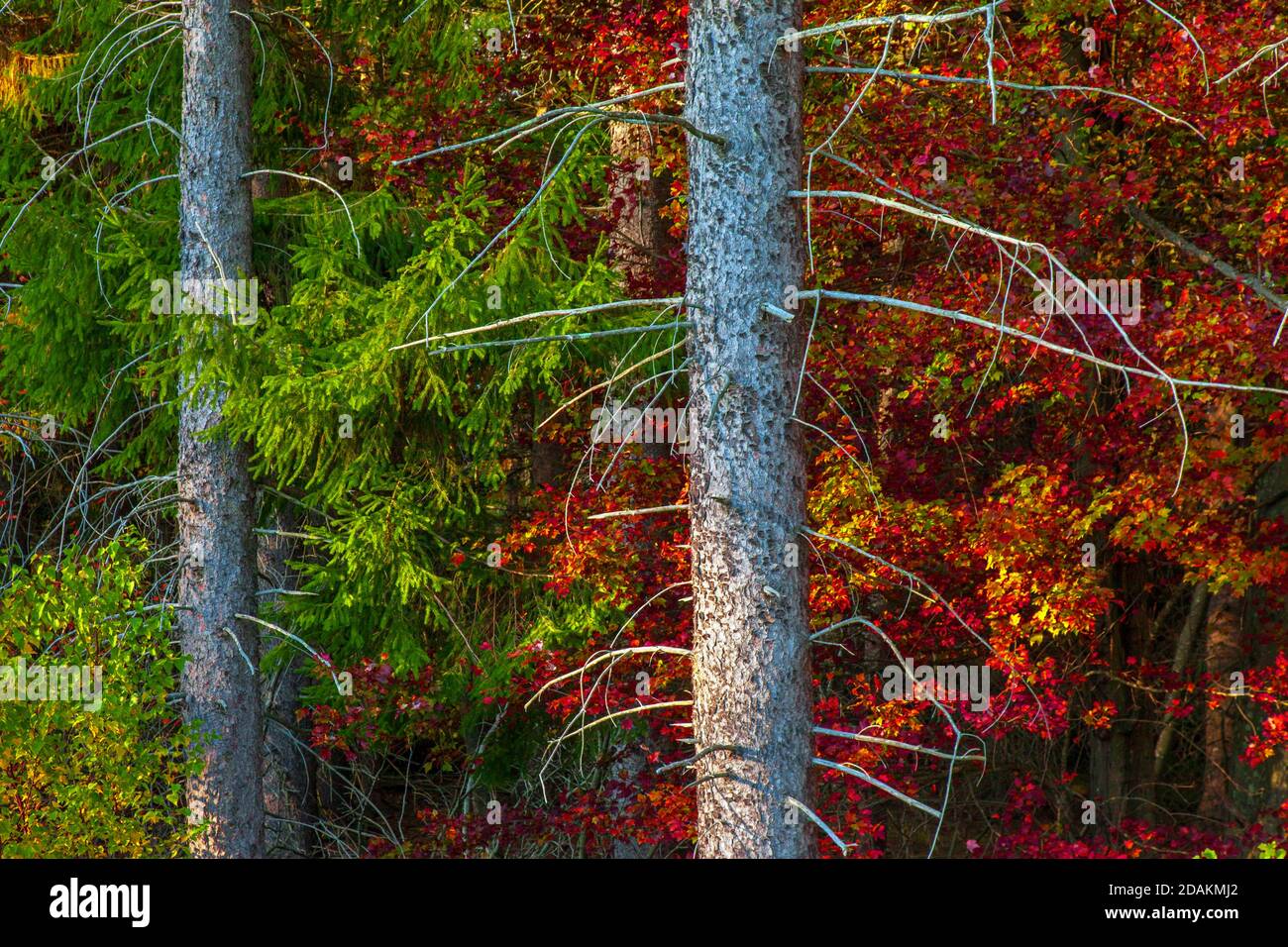 Norway Spruce stand in contract with the chsanging autumn foliage of ...