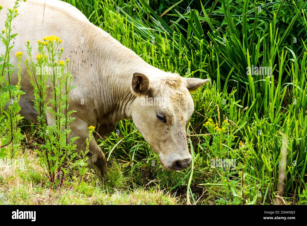 Cow going down to the water to drink Stock Photo - Alamy