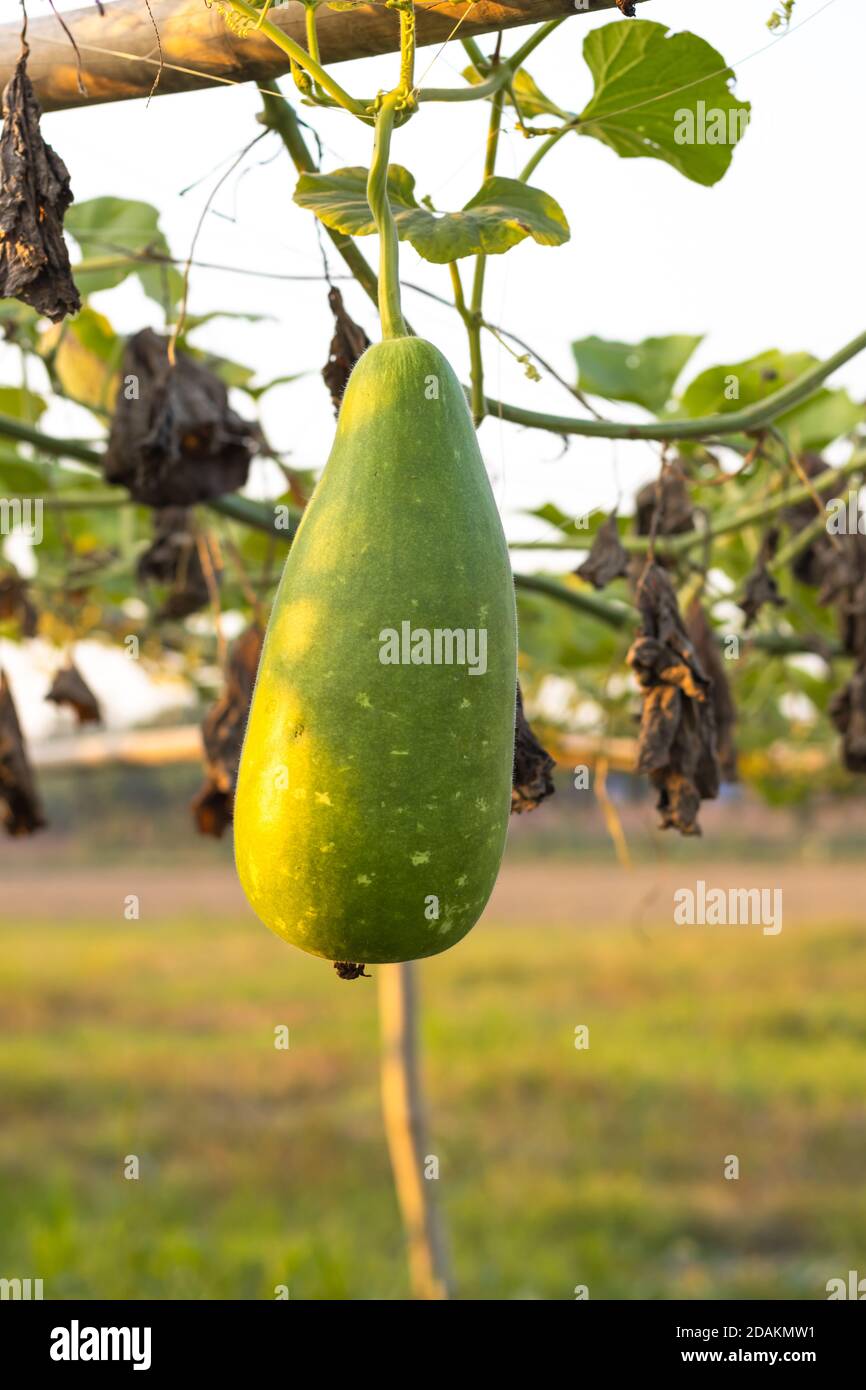 Bottle gourd plantation hi-res stock photography and images - Alamy