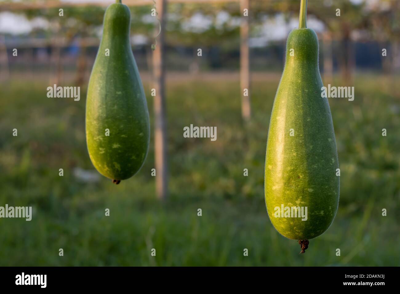 Two organic green bottle gourds hanging in bamboo and net rig inside a ...