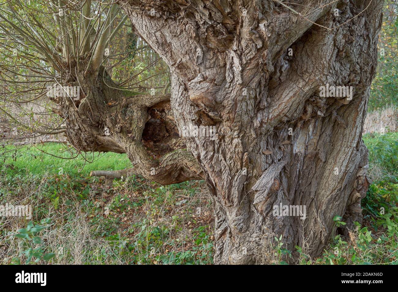 A big old willow, Pollard willow (Salix alba Stock Photo - Alamy