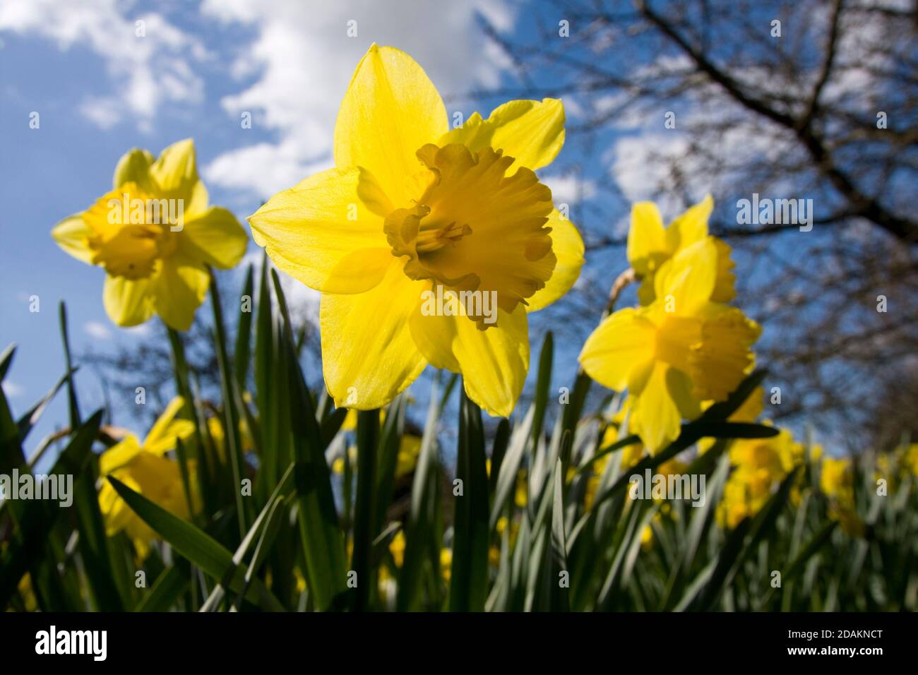 Happy daffodils hi-res stock photography and images - Alamy
