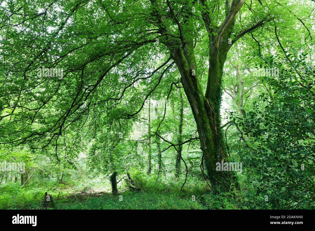 Green trees in normandy france hi-res stock photography and images - Alamy