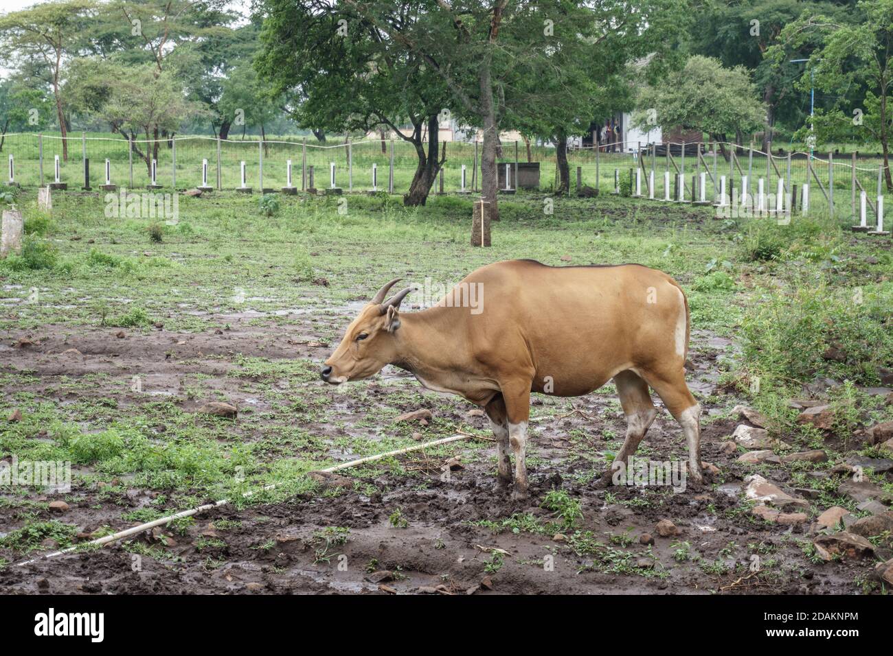 Baluran National Park Banyuwangi Indonesia Stock Photo - Alamy