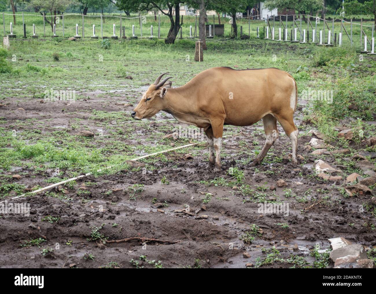 Baluran National Park Banyuwangi Indonesia Stock Photo - Alamy