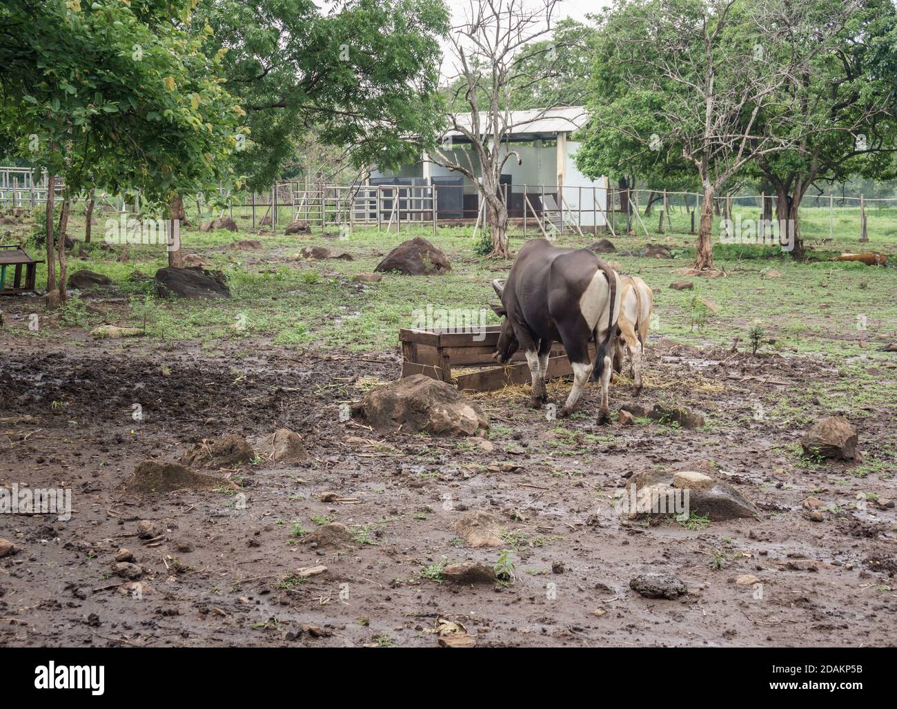 Baluran National Park Banyuwangi Indonesia Stock Photo - Alamy