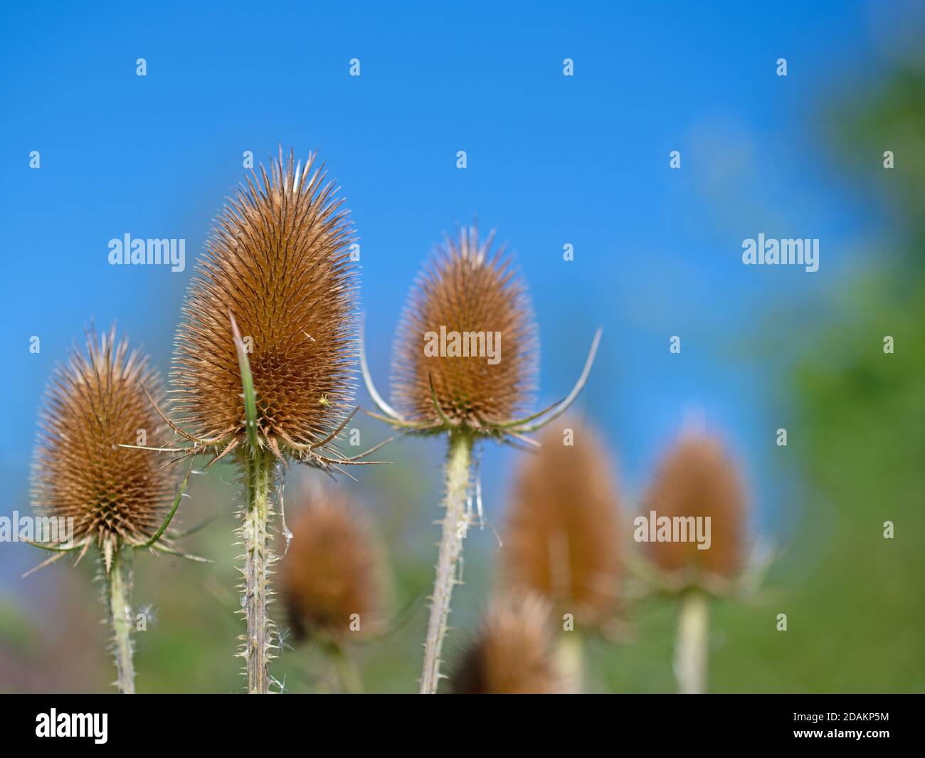 Dipsacus fullonum close up hi-res stock photography and images - Alamy