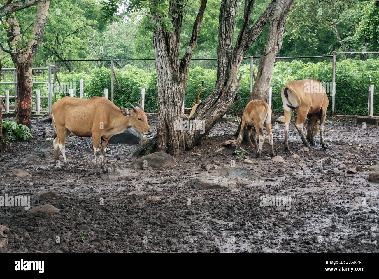Baluran National Park Banyuwangi Indonesia Stock Photo - Alamy