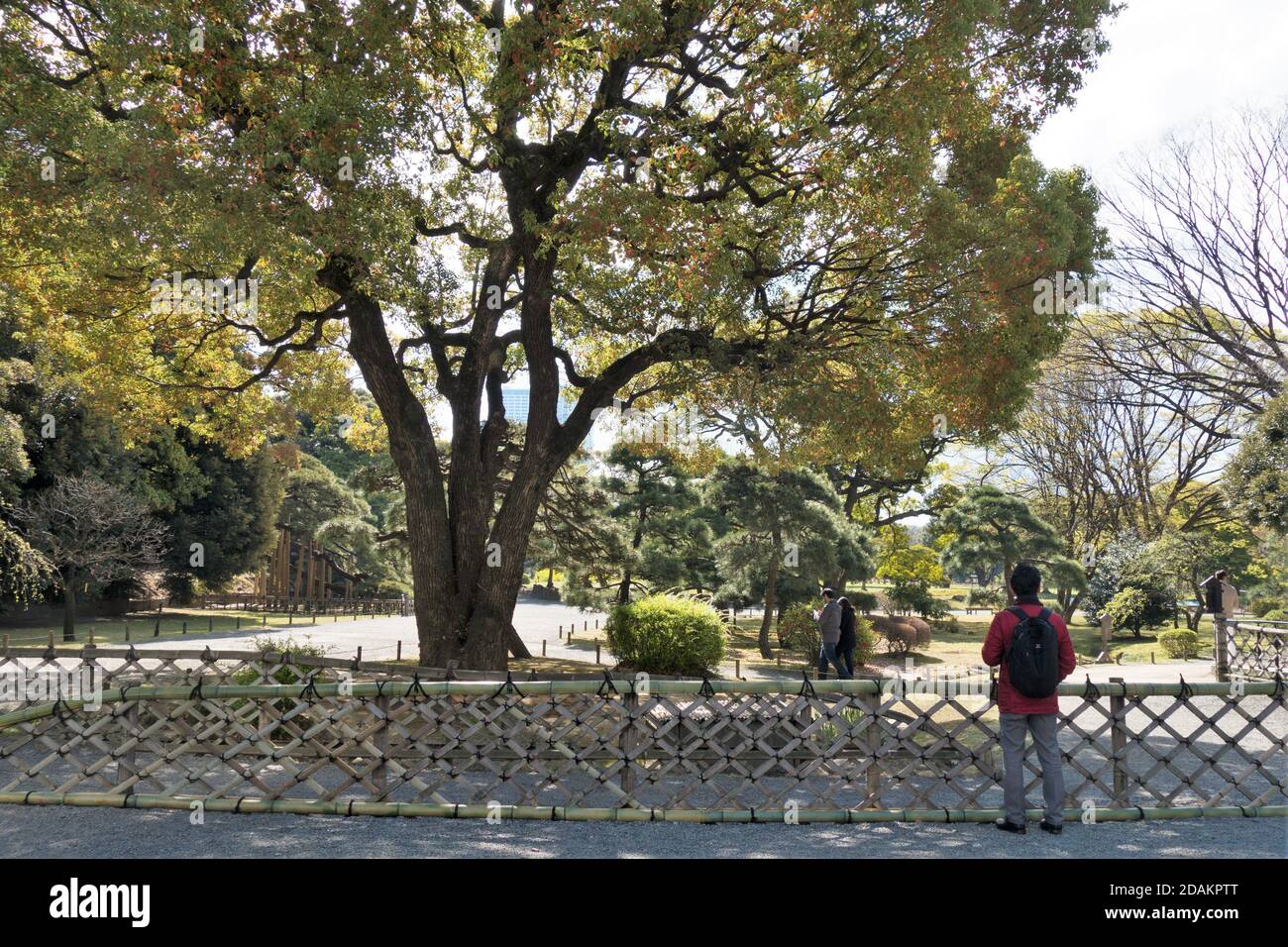 A man looking at a tree in Hamarikyu Gardens in Tokyo, Japan Stock ...