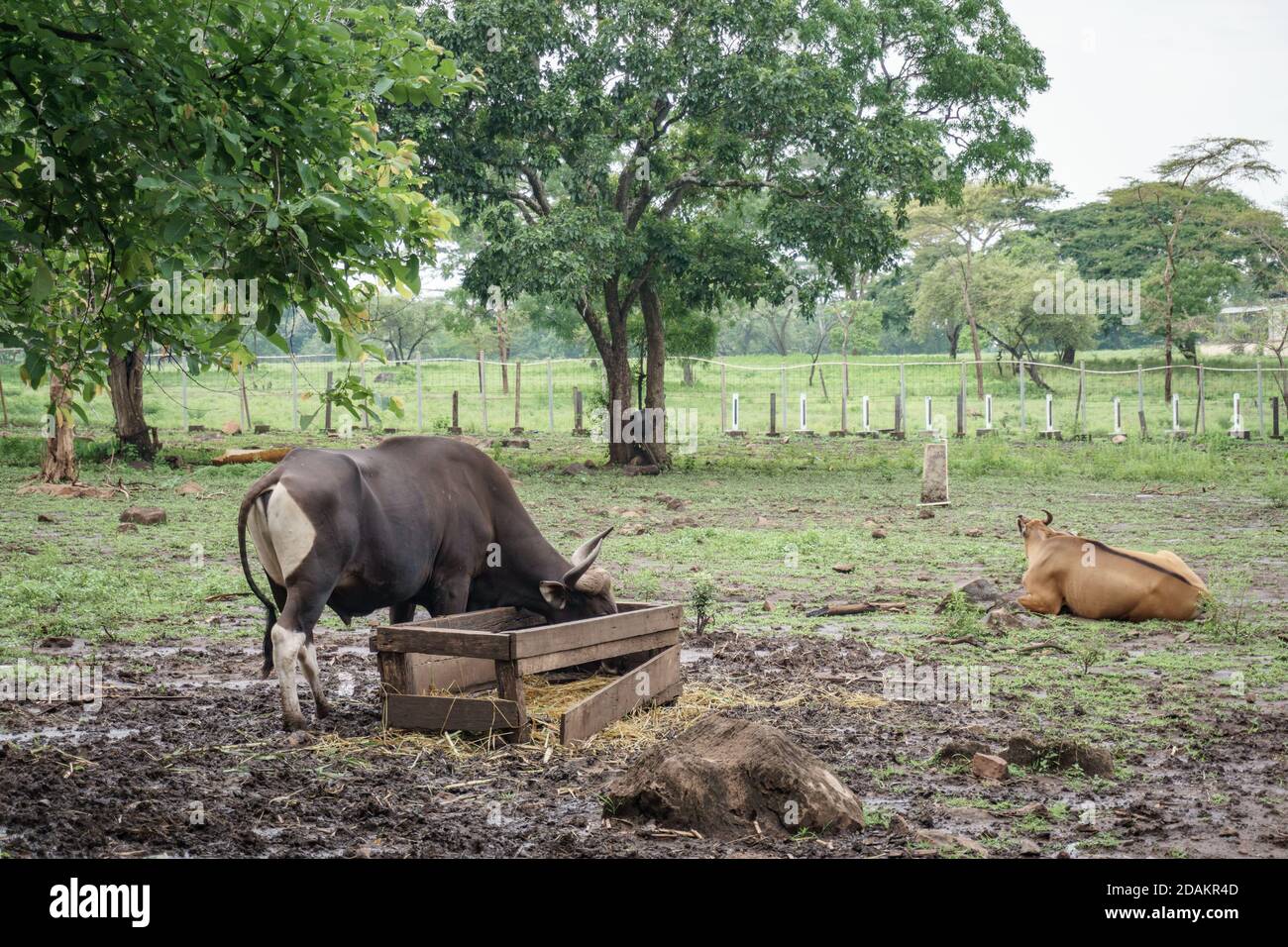 Baluran National Park Banyuwangi Indonesia Stock Photo - Alamy