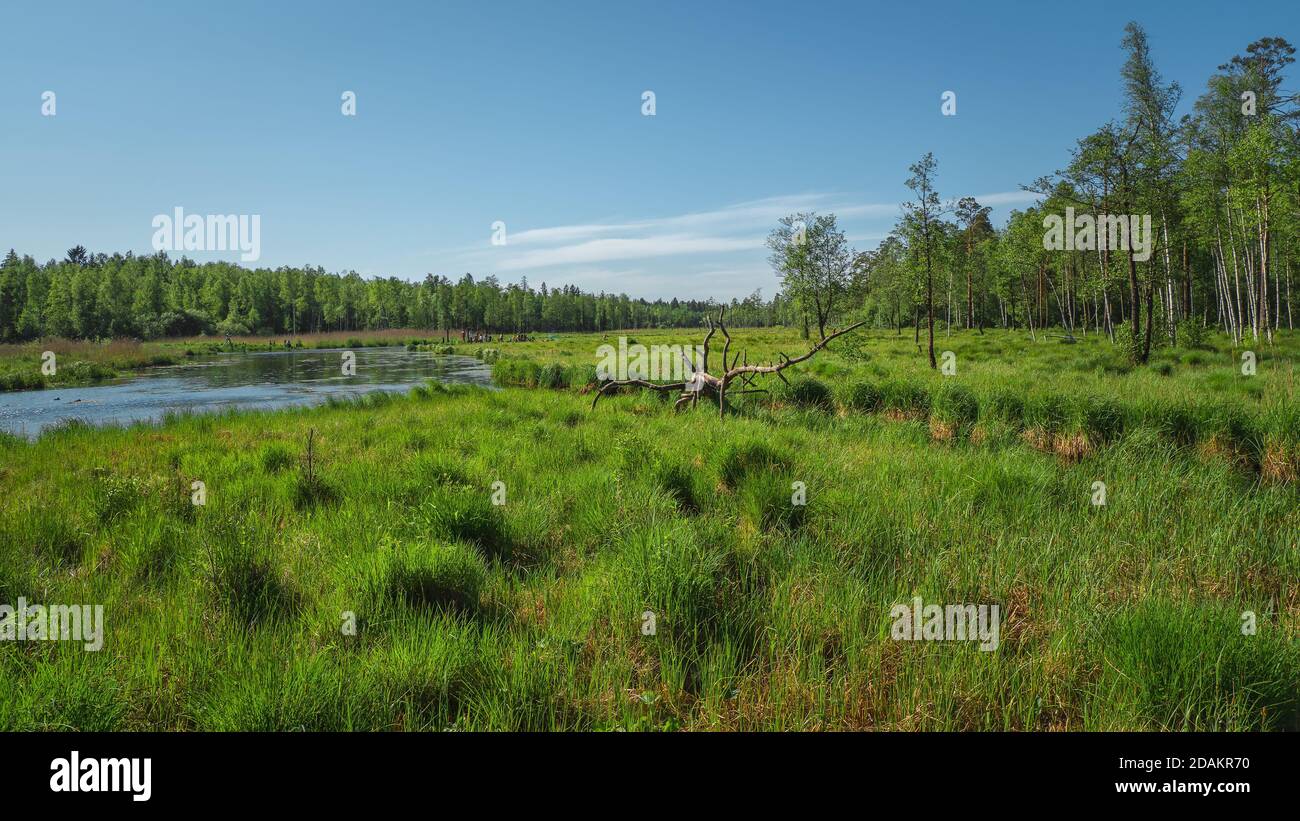 Rural landscape with flood waters, marsh meadow grass, swamp hummock ...