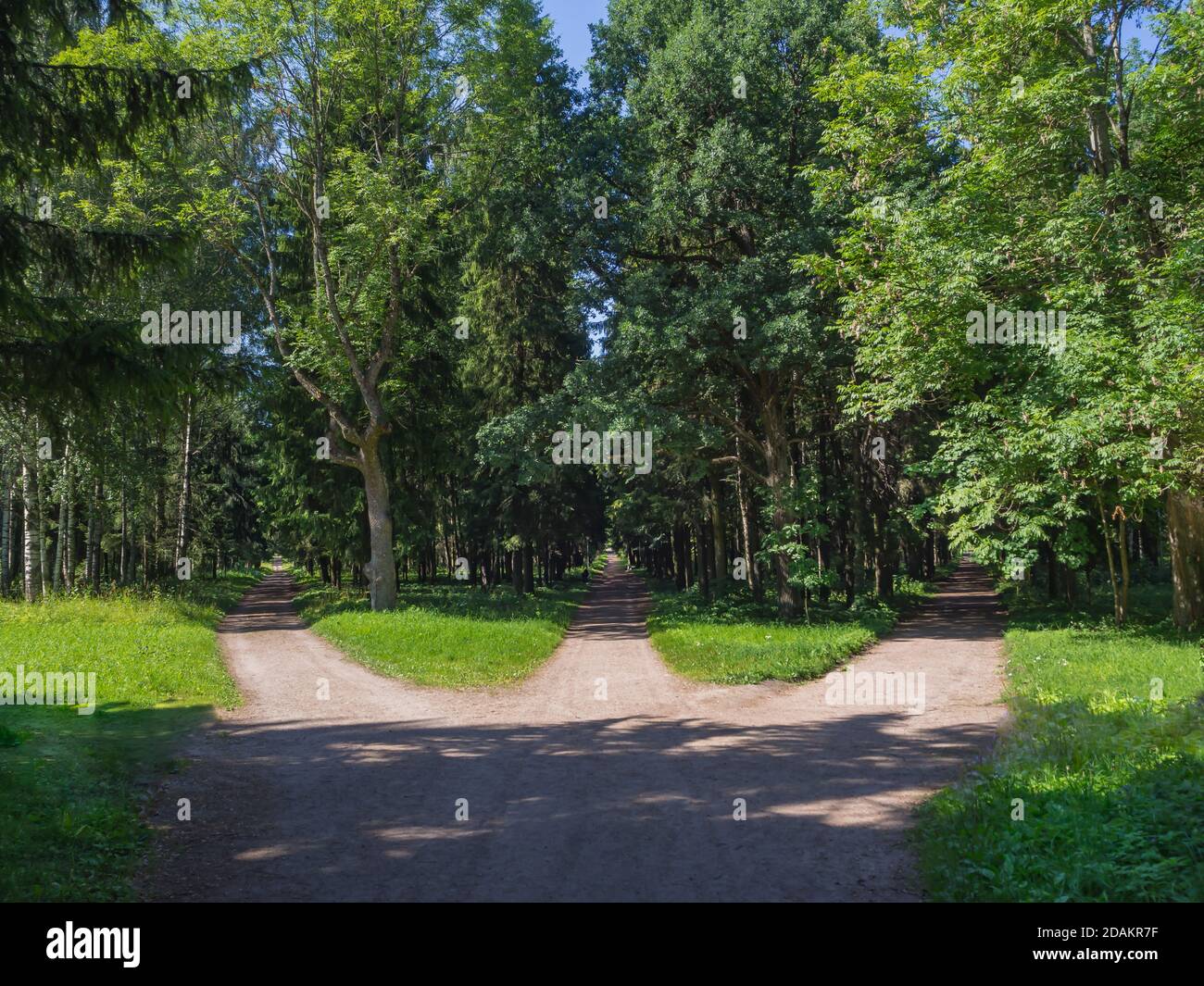 Choosing a path. The junction, three forest roads converge into one ...