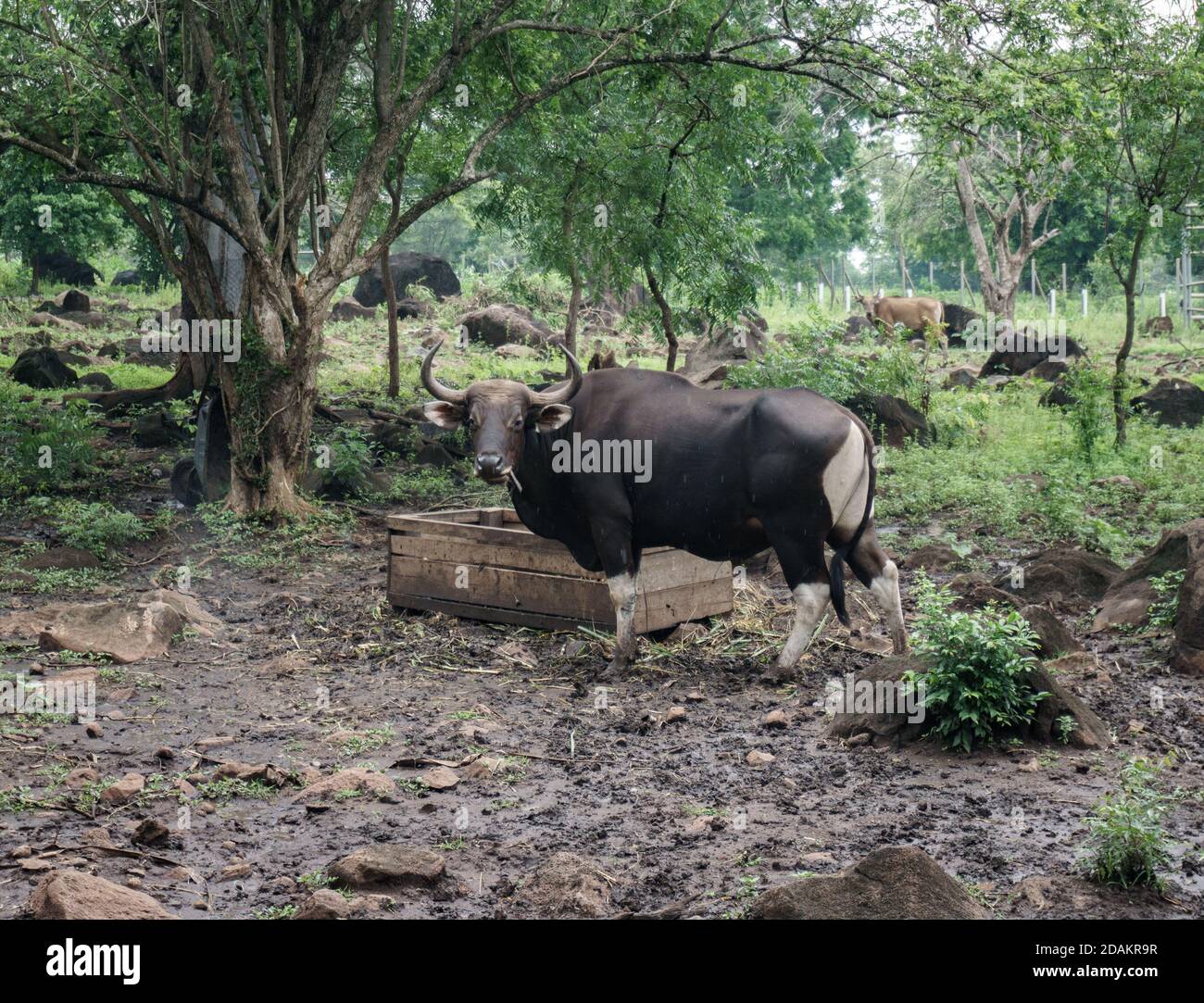 Baluran National Park Banyuwangi Indonesia Stock Photo - Alamy