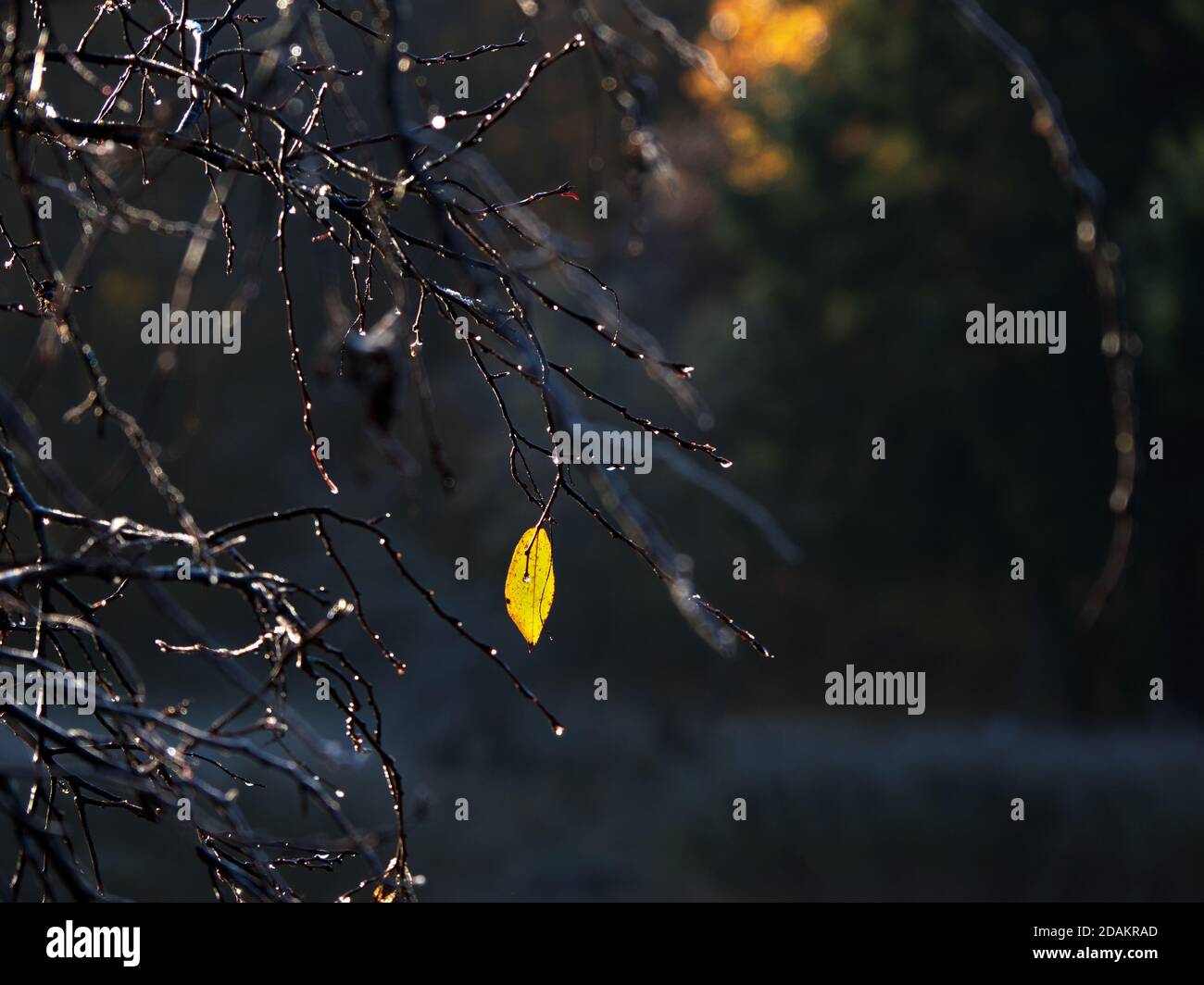 One yellow leaf on an autumn branch. The natural background Stock Photo ...