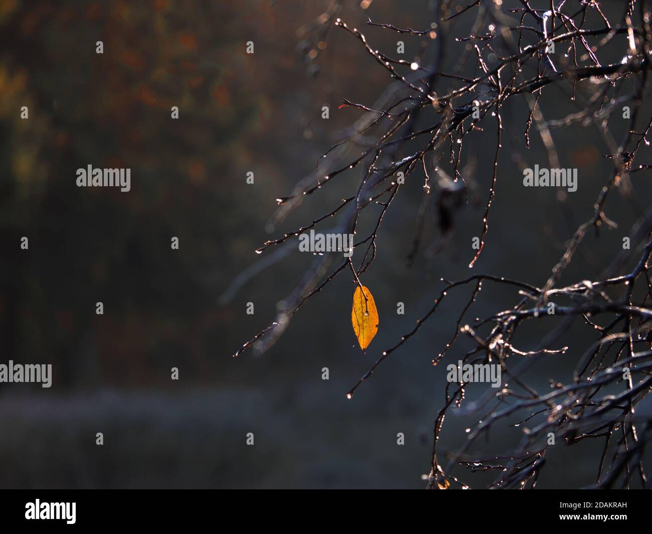 One yellow leaf on an autumn branch. The natural background Stock Photo ...