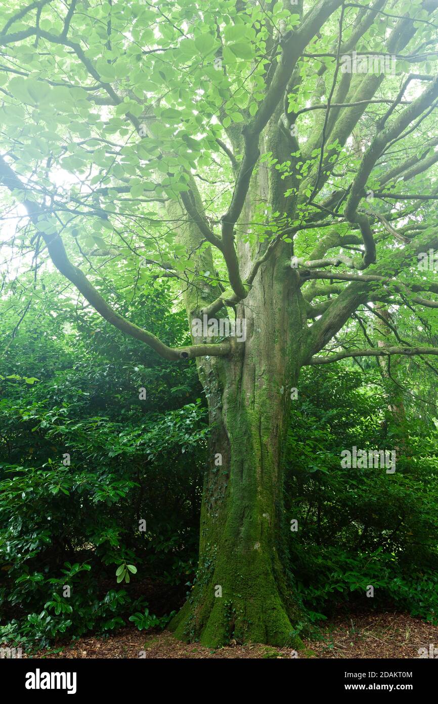 Hugh beech tree hi-res stock photography and images - Alamy