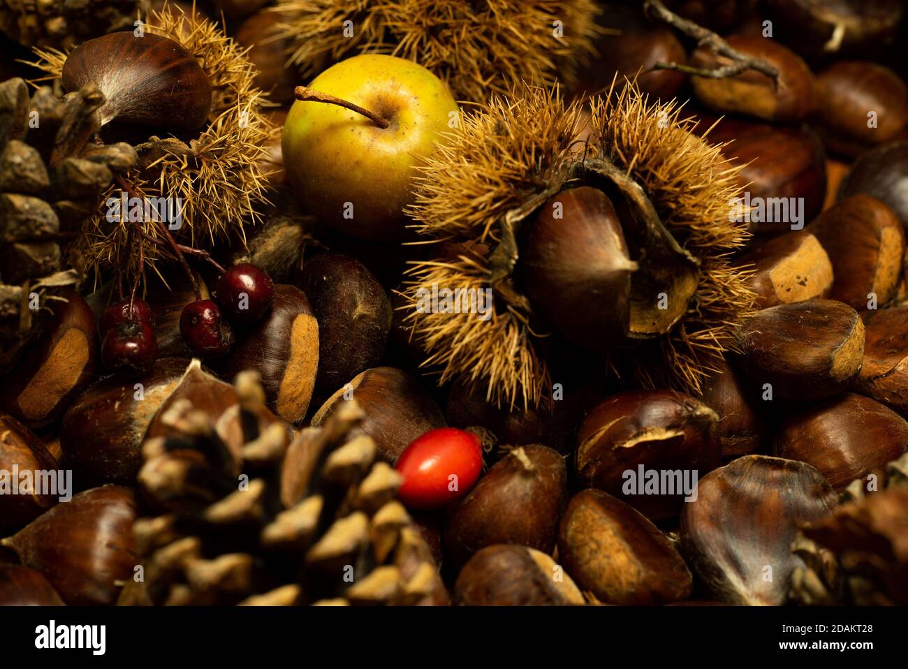autumn details. chestnuts in shell, pine cones, red fruits, apple Stock ...