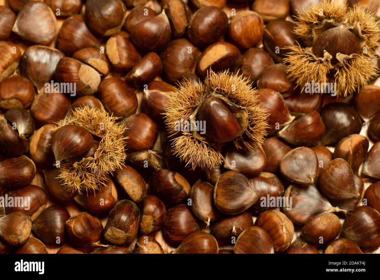 autumn details. chestnuts with shell Stock Photo - Alamy