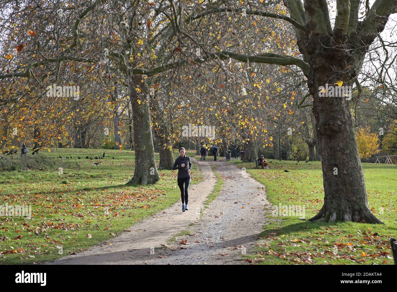 Woodland runner hi-res stock photography and images - Alamy