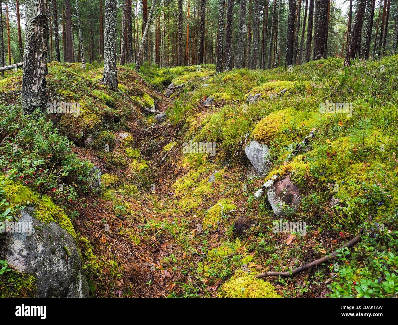 The old post-war trenches in the deep woods. Scandinavia, Northland ...