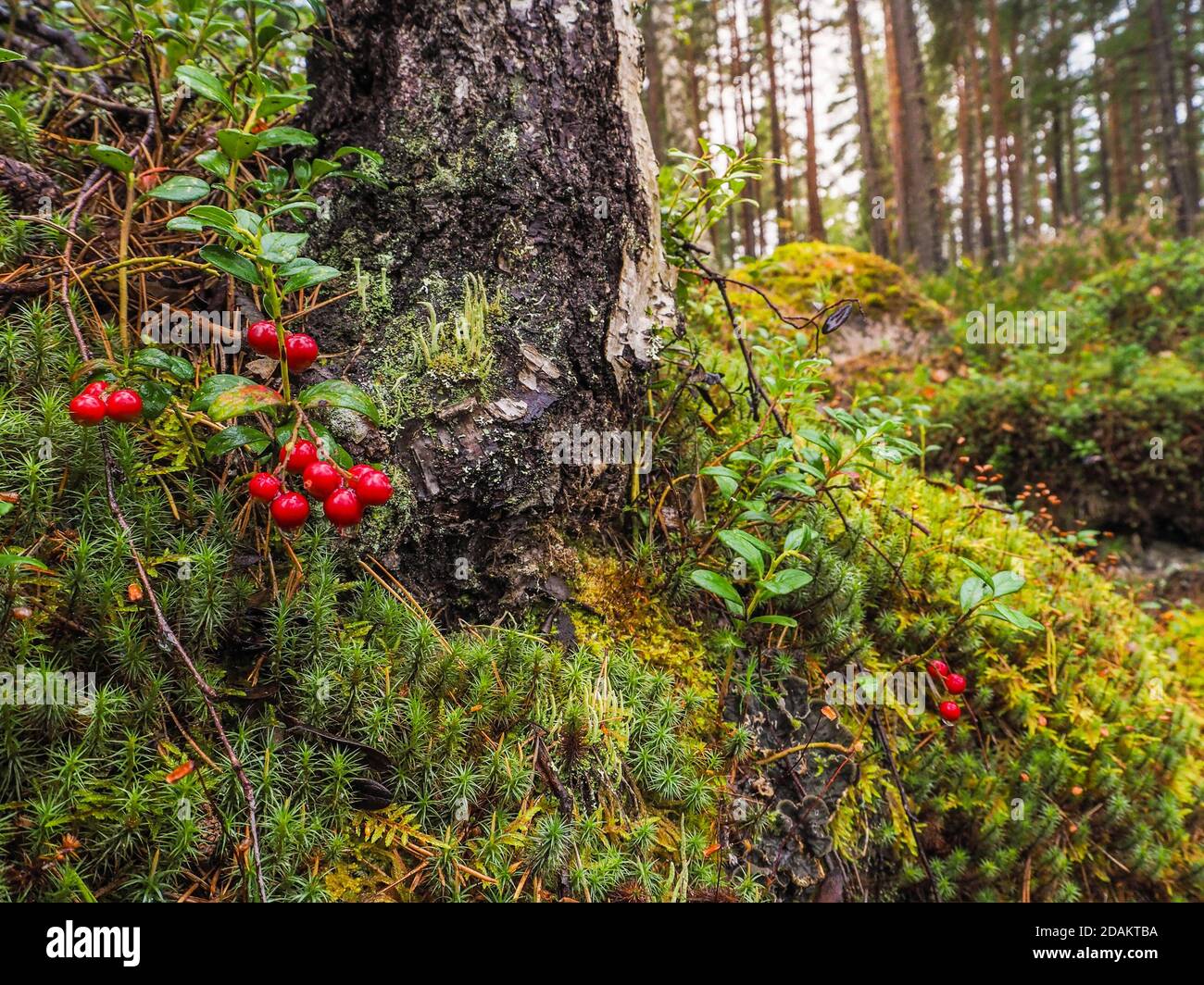 Deep in the forest. Rainy forest with berries cranberries. Wild berries ...