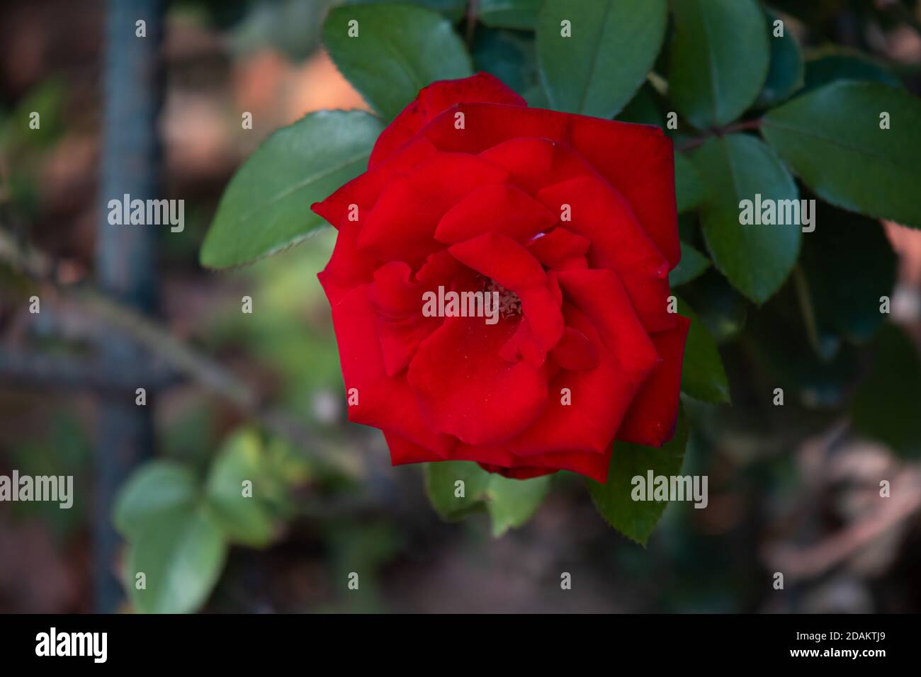A close up of a flower Stock Photo - Alamy