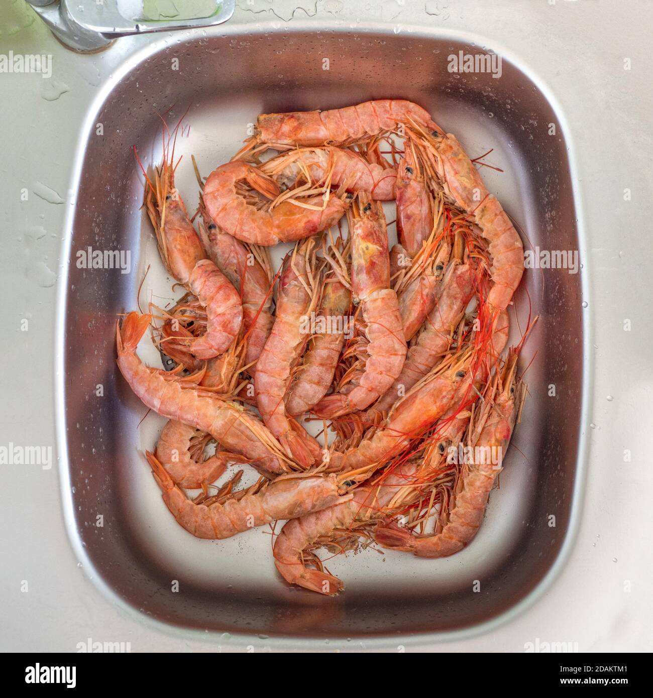Washing large fresh prawns in the sink. Cooked fresh giant prawns Stock ...