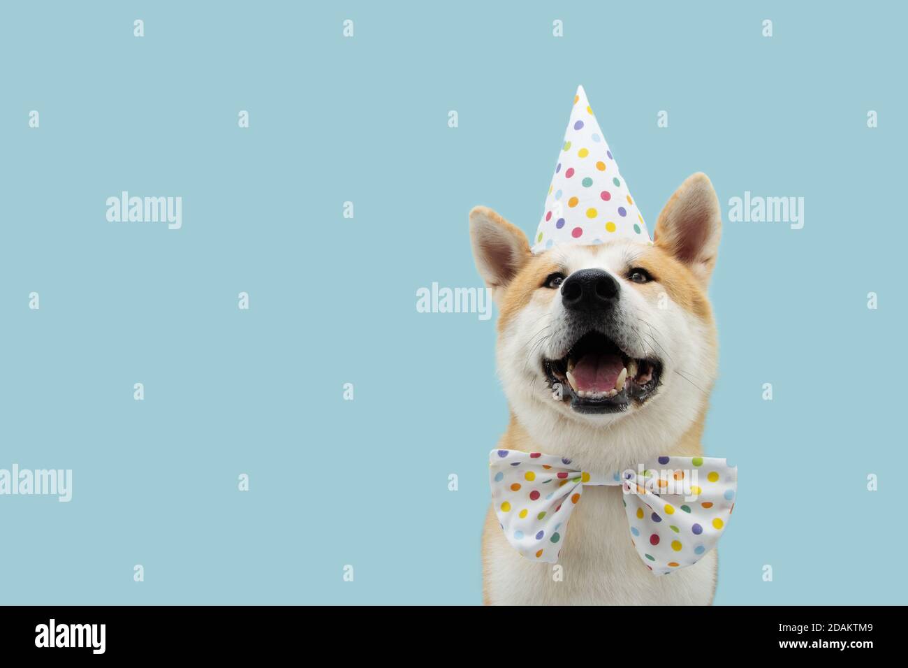 Happy akita dog celebrating birthday or carnival wearing party hat and ...