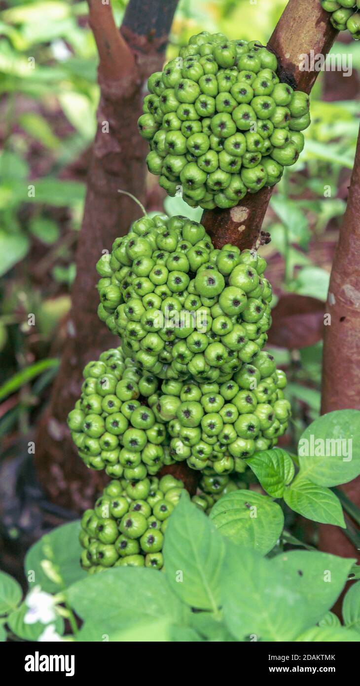Ficus racemosa fig tropical hi-res stock photography and images - Alamy