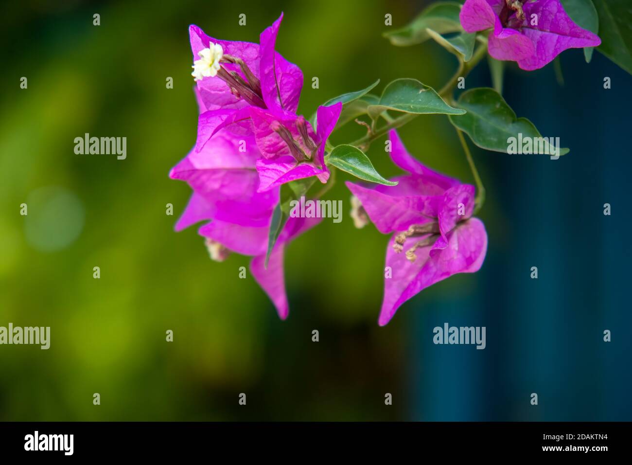 A close up of a flower Stock Photo - Alamy