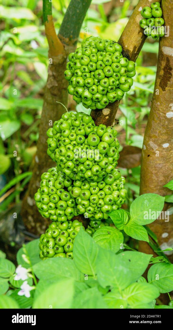 Bunch of green raw cluster fig (Ficus racemosa) on the tree Stock Photo ...