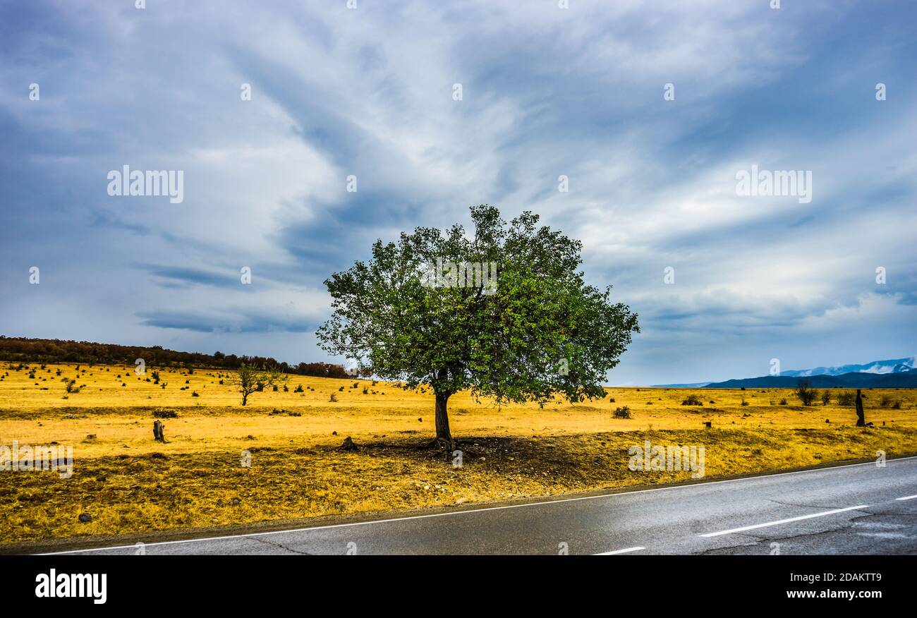 Tree surrounded of clouds on a road in rainy autumnal landscape in ...